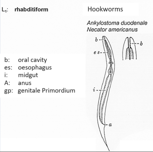 Ancylostoma duodenale / Necator americanus | Parasite Diagnosis